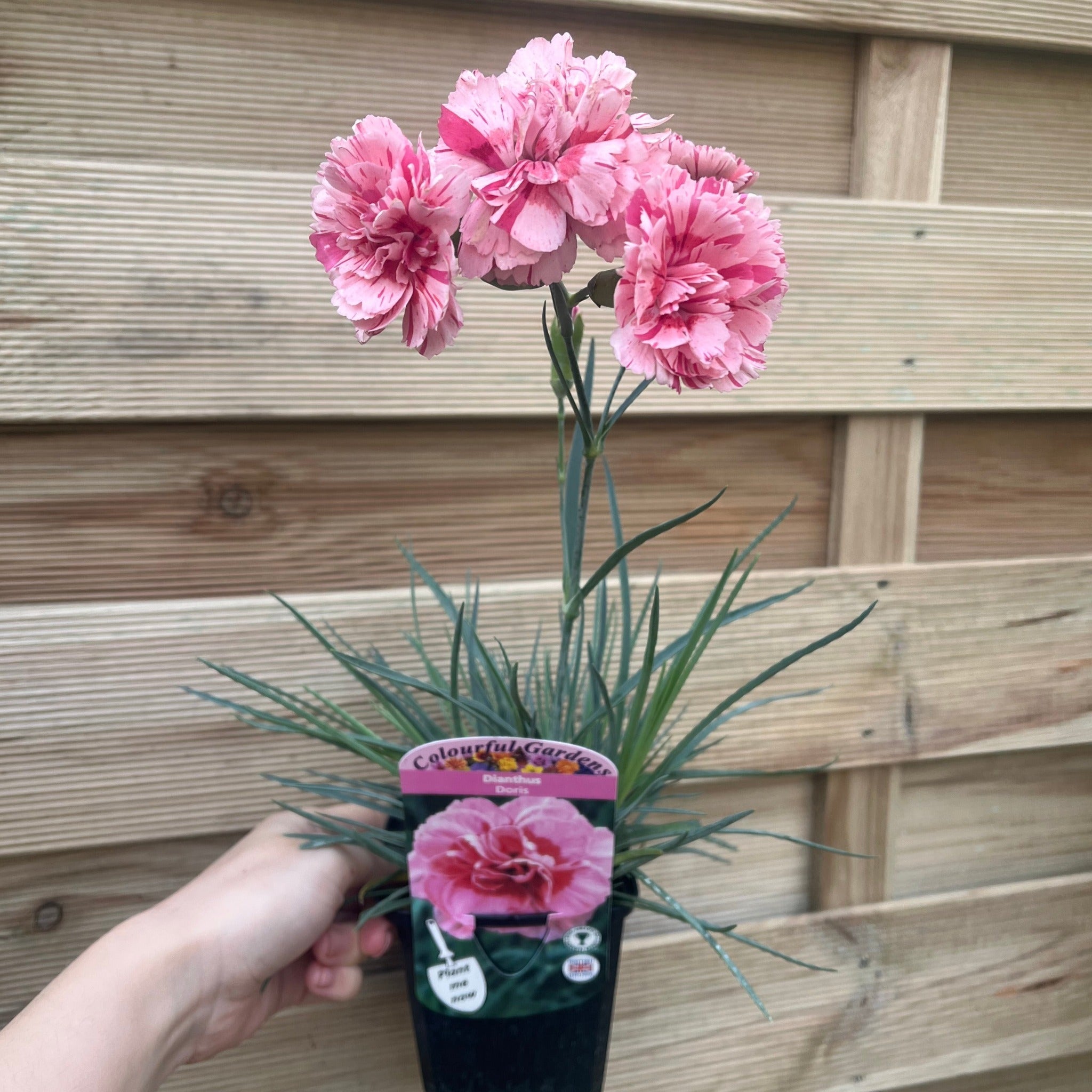 Dianthus 'Doris' 9cm – Lincspplants