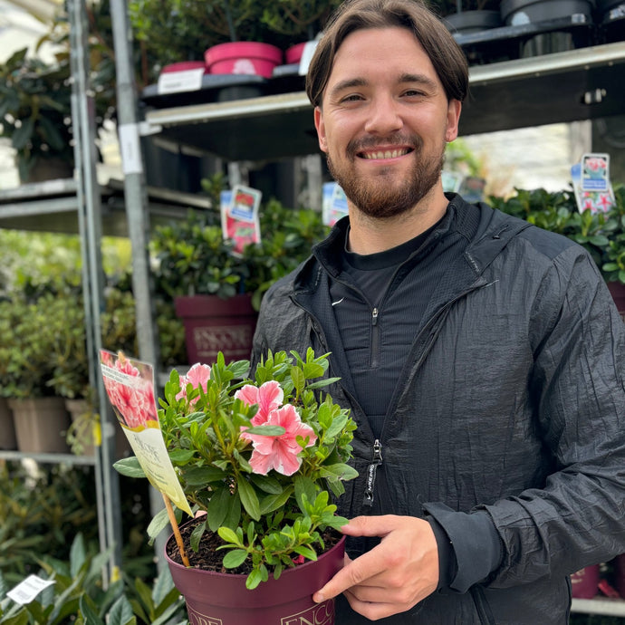 Azalea Encore 'Autumn Starburst' 3L – Lincspplants