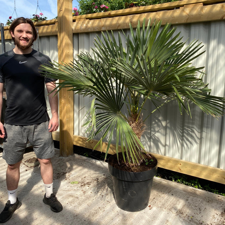 Palms – Lincspplants