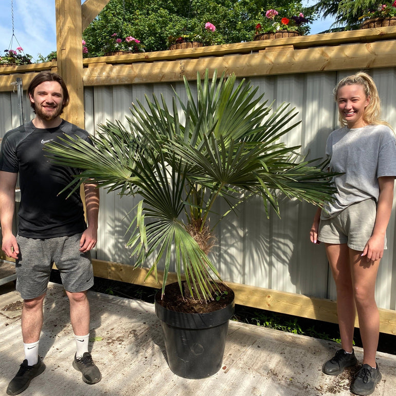 Palms – Lincspplants