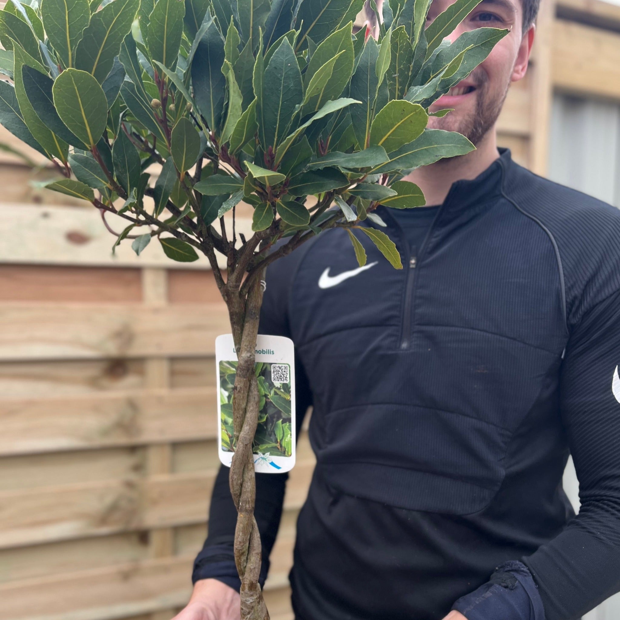 Braided Stem Standard Bay Tree | Laurus nobilis |5L - 75-85cm ...
