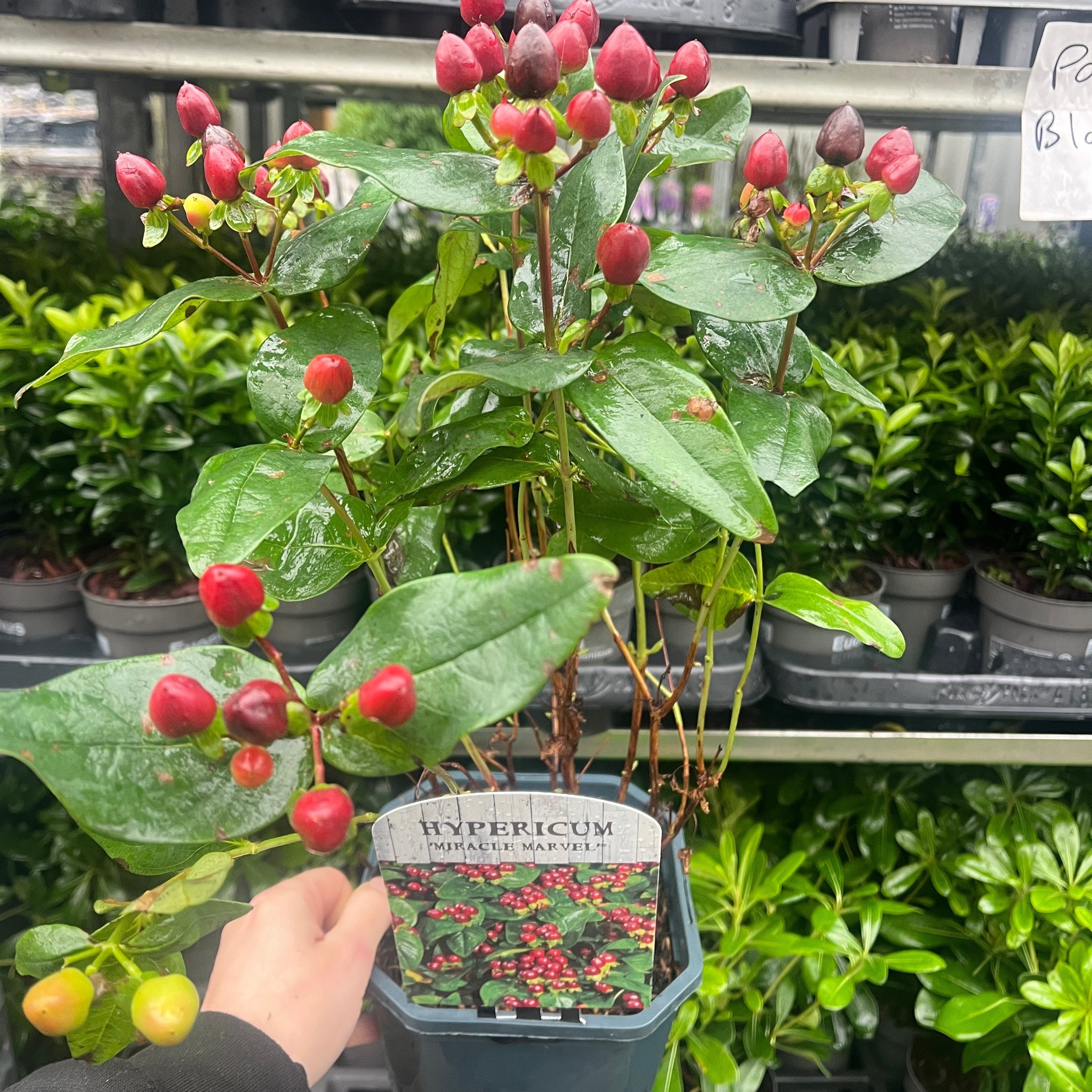 Hypericum 'Miracle Marvel' 2L – Lincspplants