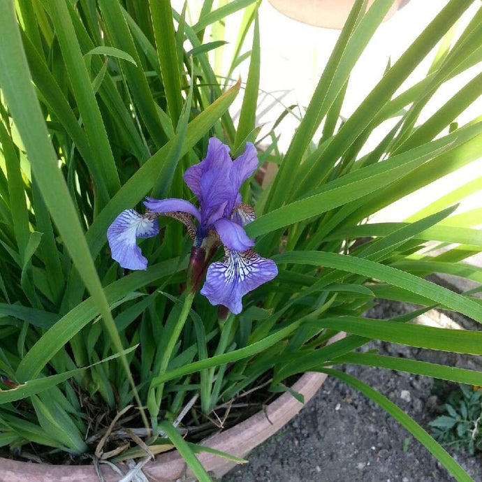 Iris Setosa Baby Blue - Marginal Pond Plants - BP328 – Lincspplants