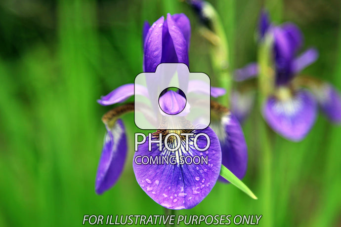 Iris 'Border & Table Doll Ribbons' - 2026 – Lincspplants