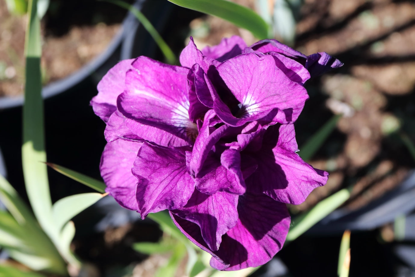Iris sibirica 'Tumble Buck' - 2026 – Lincspplants