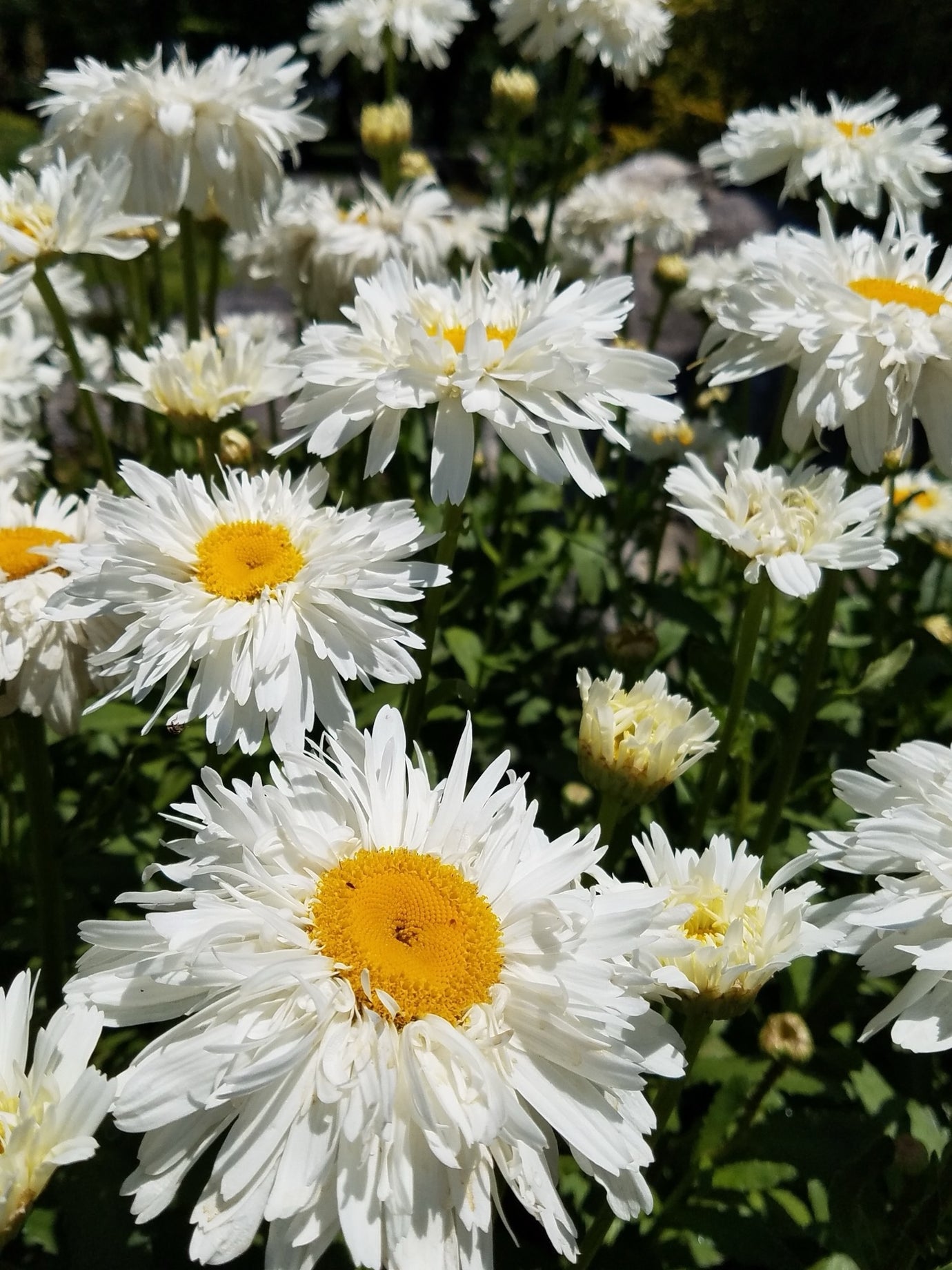 Leucanthemum × superbum 'Aglaia' - 2026 – Lincspplants