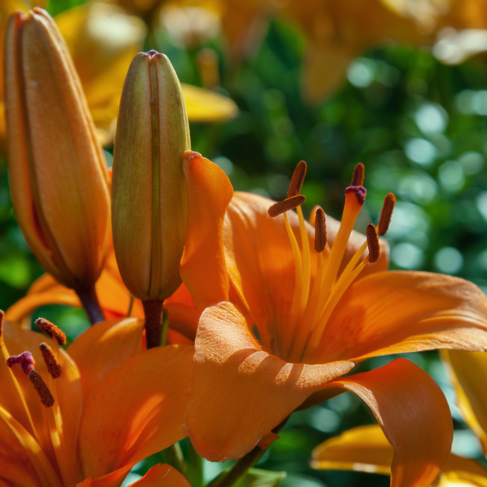 Lilium - Orange Joy (Asiatic Lily) 1L – Lincspplants