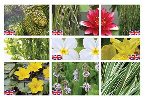 Lincolnshire Marginal Pond Plants Large Pond Pack Starter - Fresh Pick ...