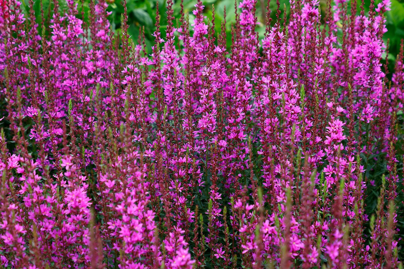 Lythrum virgatum 'Dropmore Purple' - 2026 – Lincspplants