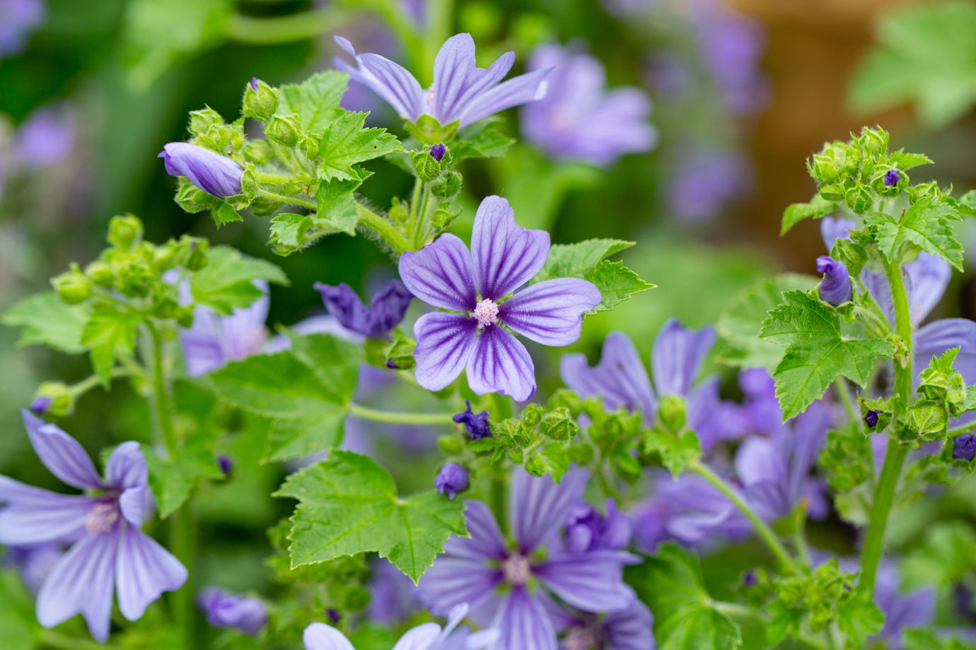 Malva sylvestris 'Primley Blue' - 2026 – Lincspplants