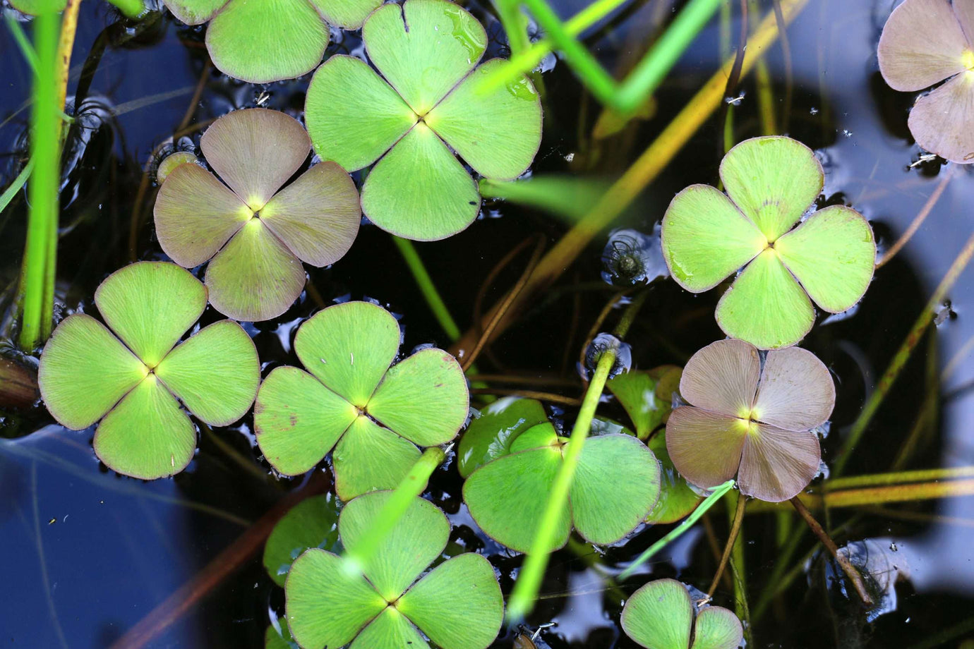 Marsilea quadrifolia (Water shamrock or Upright water clover) - Margin ...