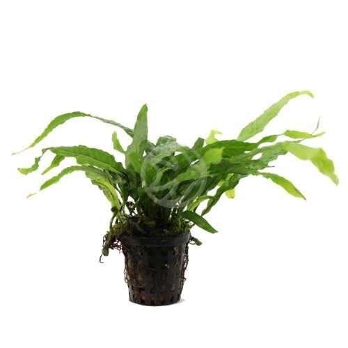 Microsorum pteropus (Java fern) – Lincspplants