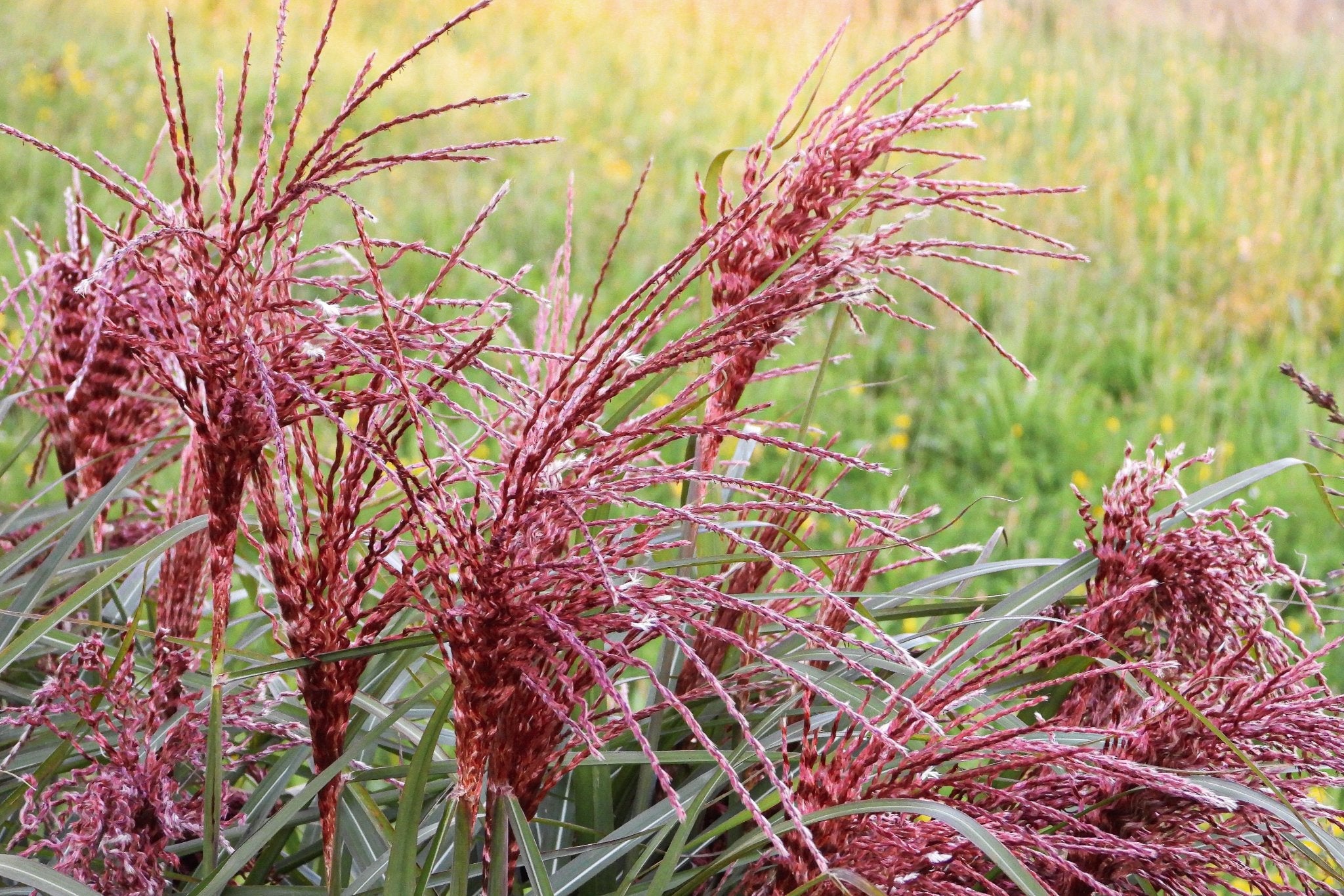 Miscanthus sinensis Boucle 9cm – Lincspplants