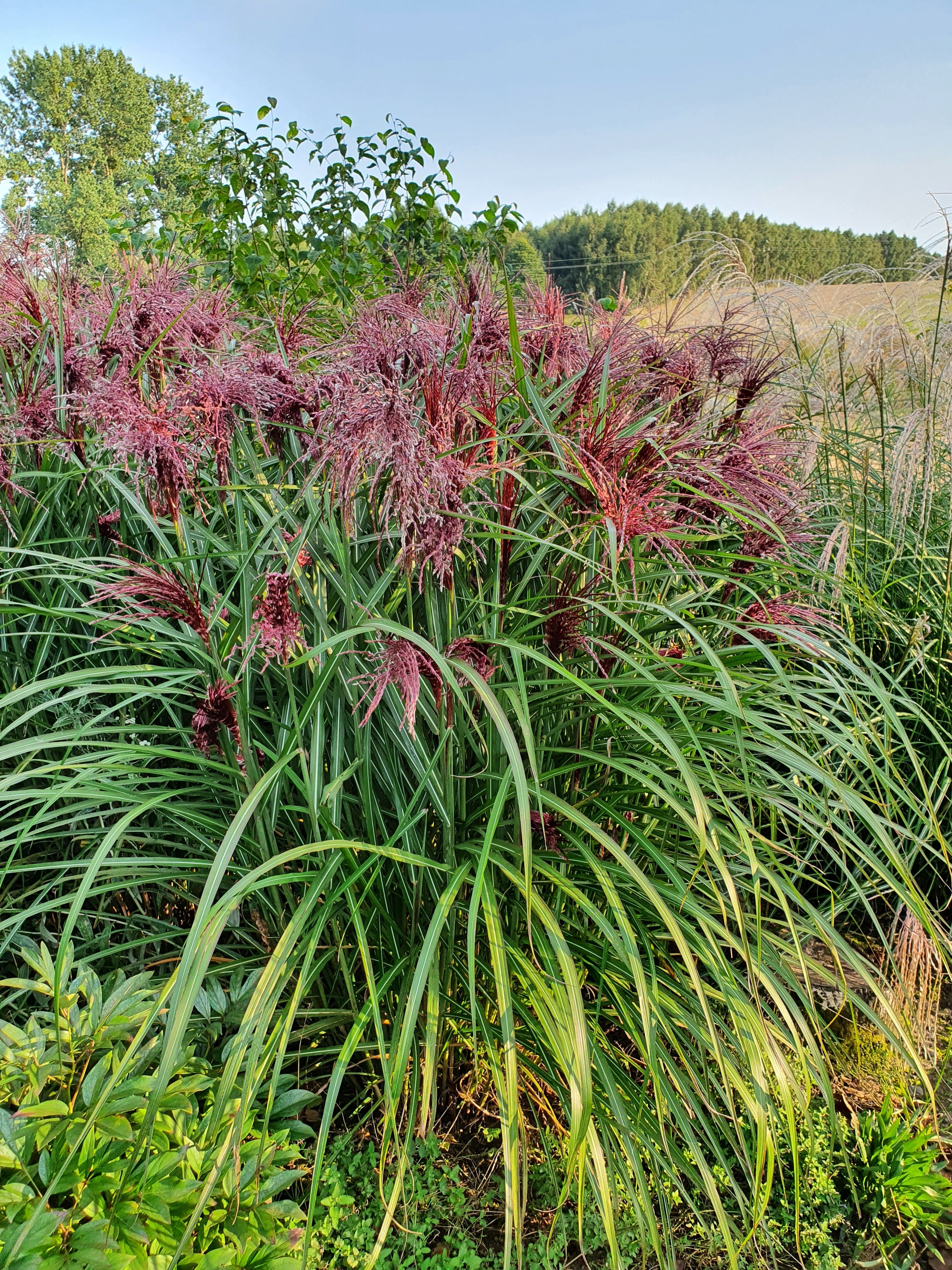Miscanthus sinensis Boucle 9cm – Lincspplants