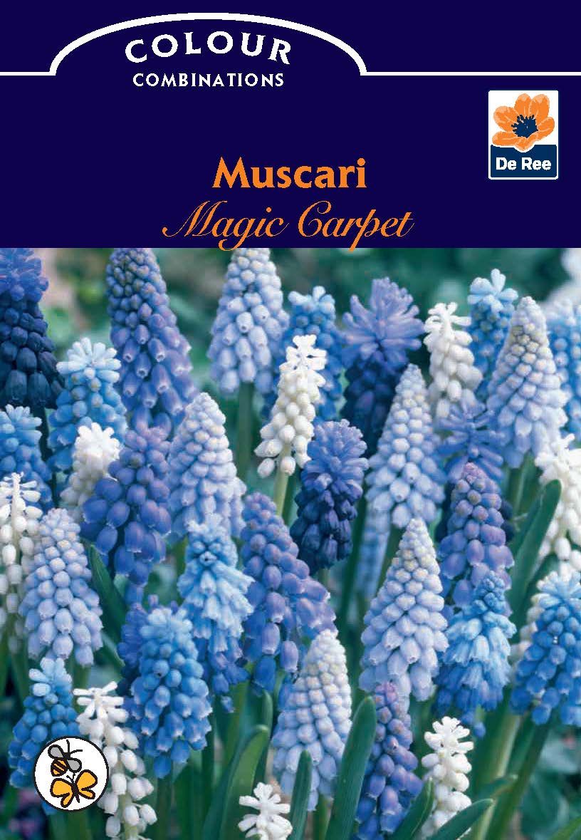 Muscari Magic Carpet (10 Bulbs) – Lincspplants
