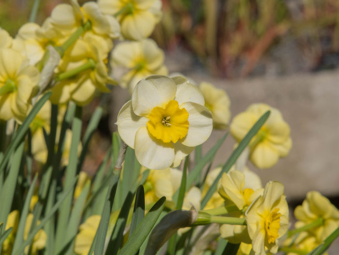 Narcissus 'Sun Disc' Bulb – Lincspplants