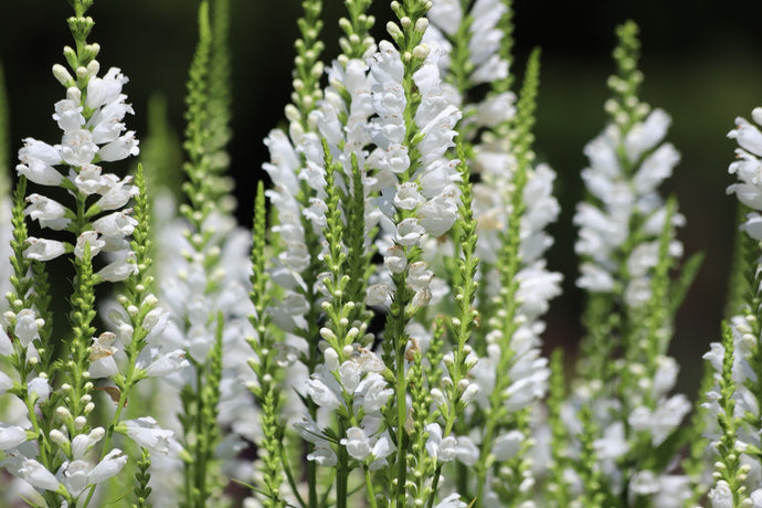 Physostegia virginiana 'Miss Manners' - 2026 – Lincspplants