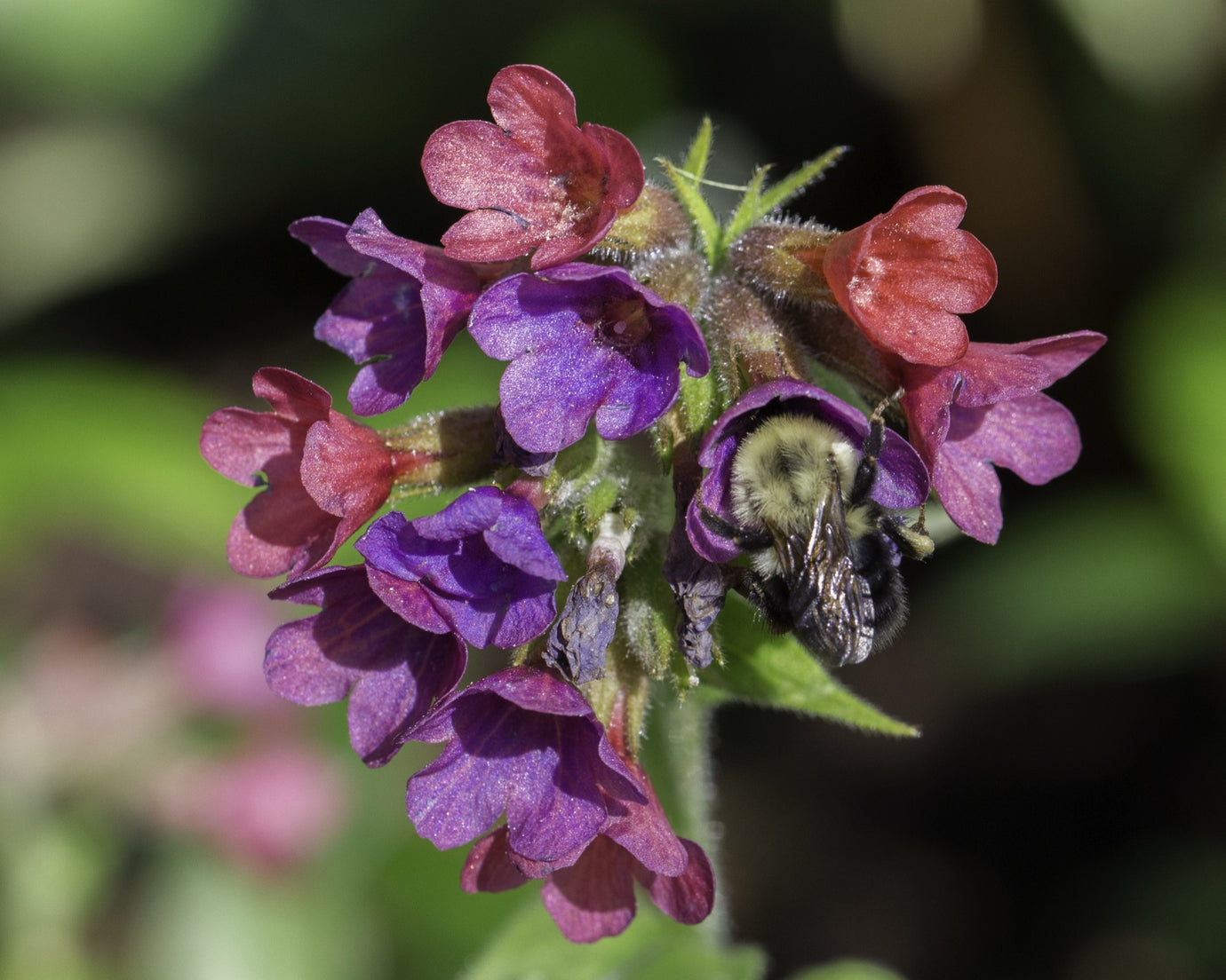 Pulmonaria 'Raspberry Splash' - 2026 – Lincspplants