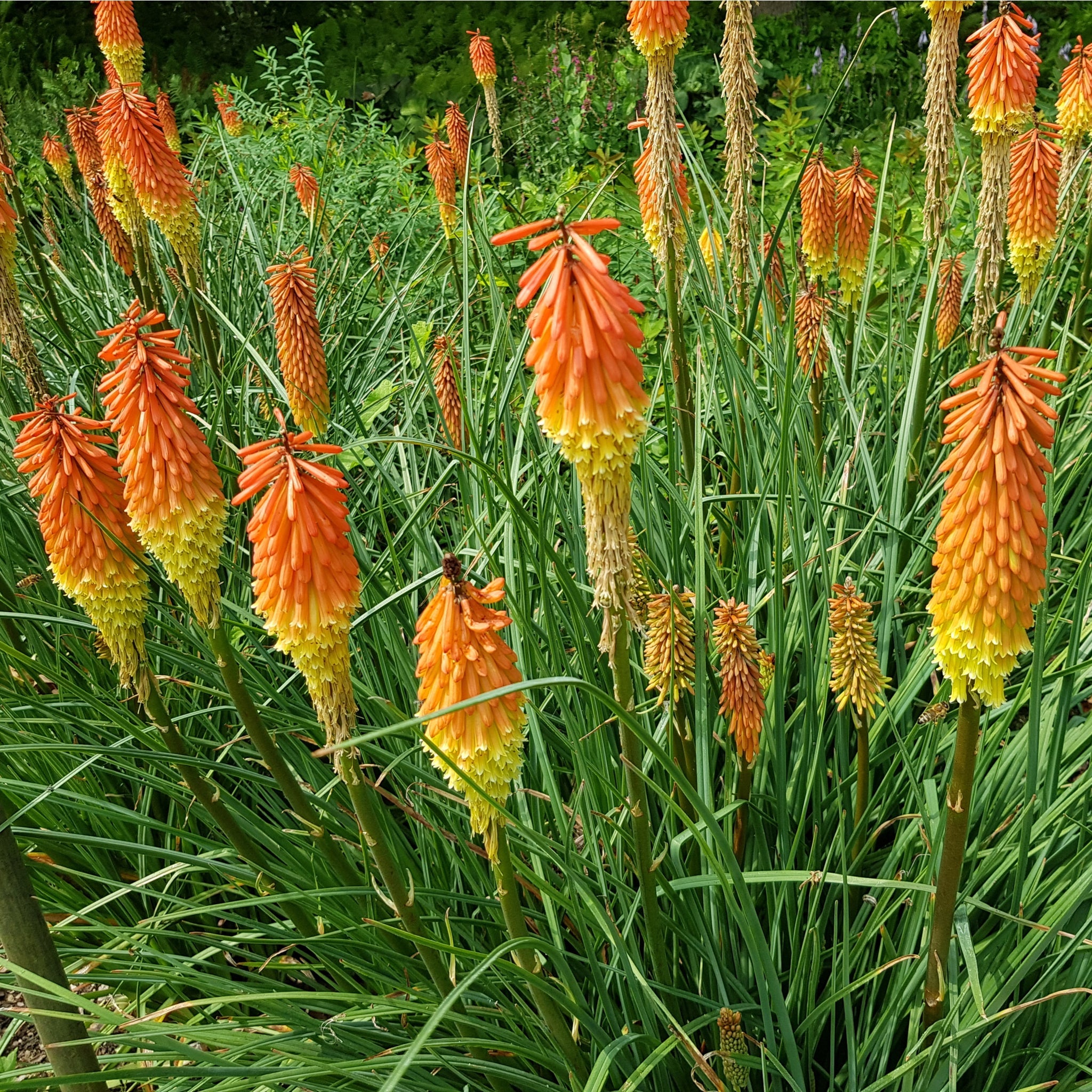 Kniphofia 'Royal Castle' (Red Hot Poker) 9cm/2L – Lincspplants