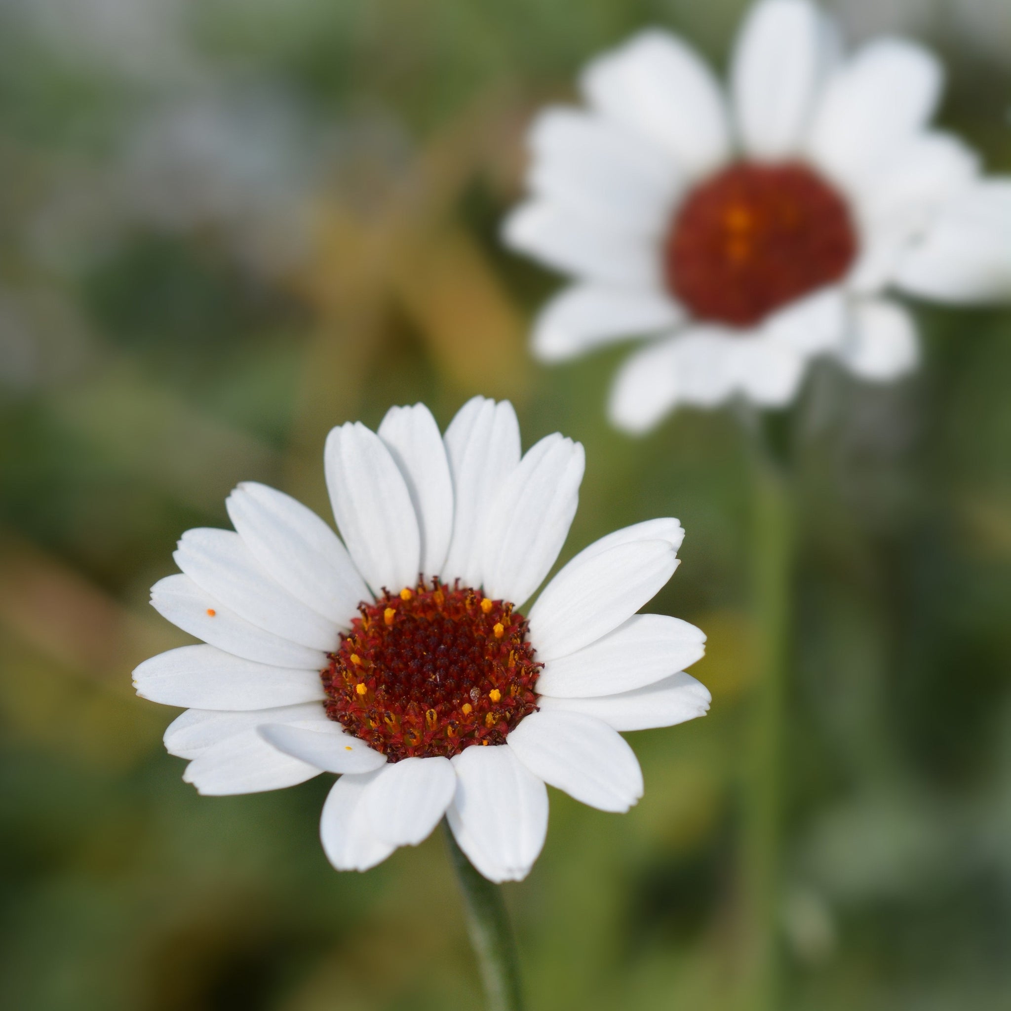 Rhodanthemum Marakesh 9cm – Lincspplants