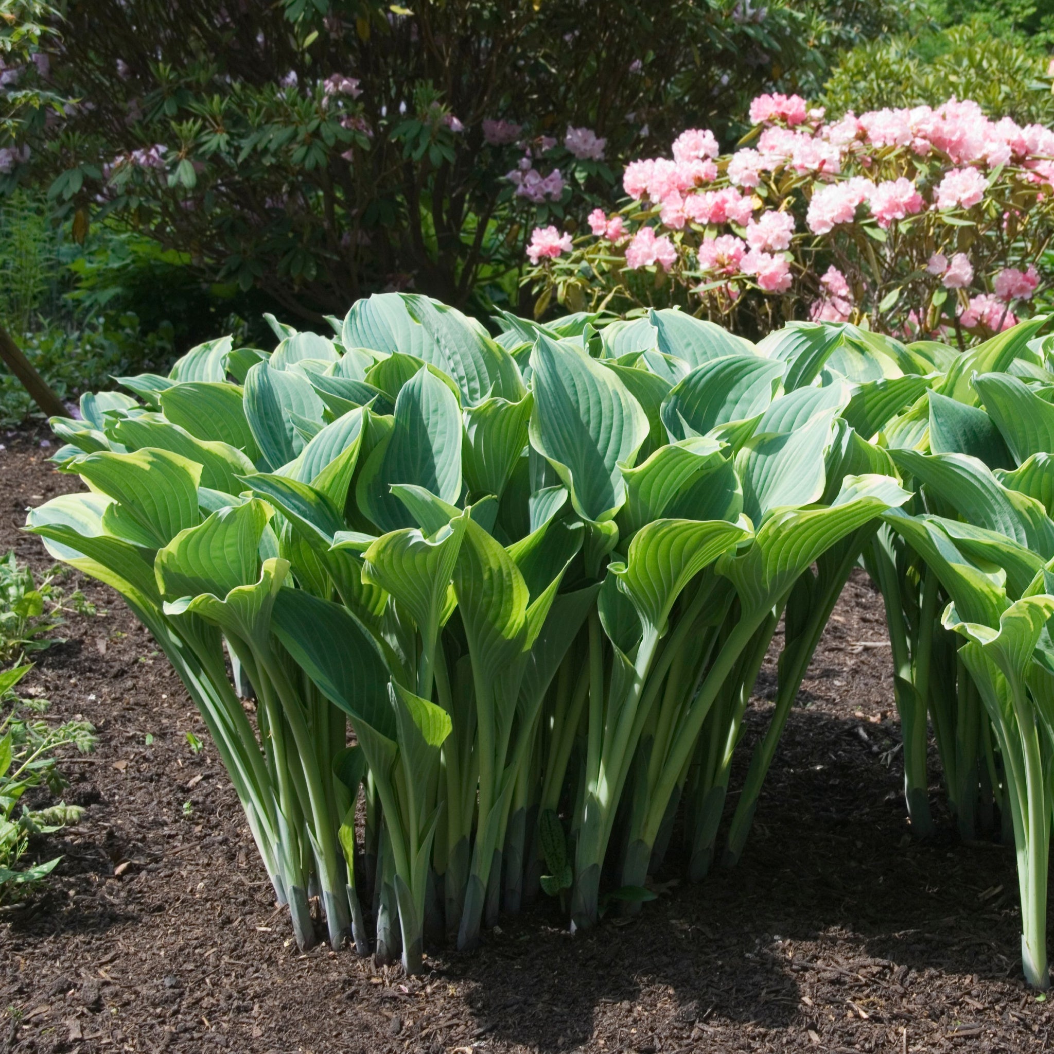 Hosta 'Regal Splendor' 9cm – Lincspplants
