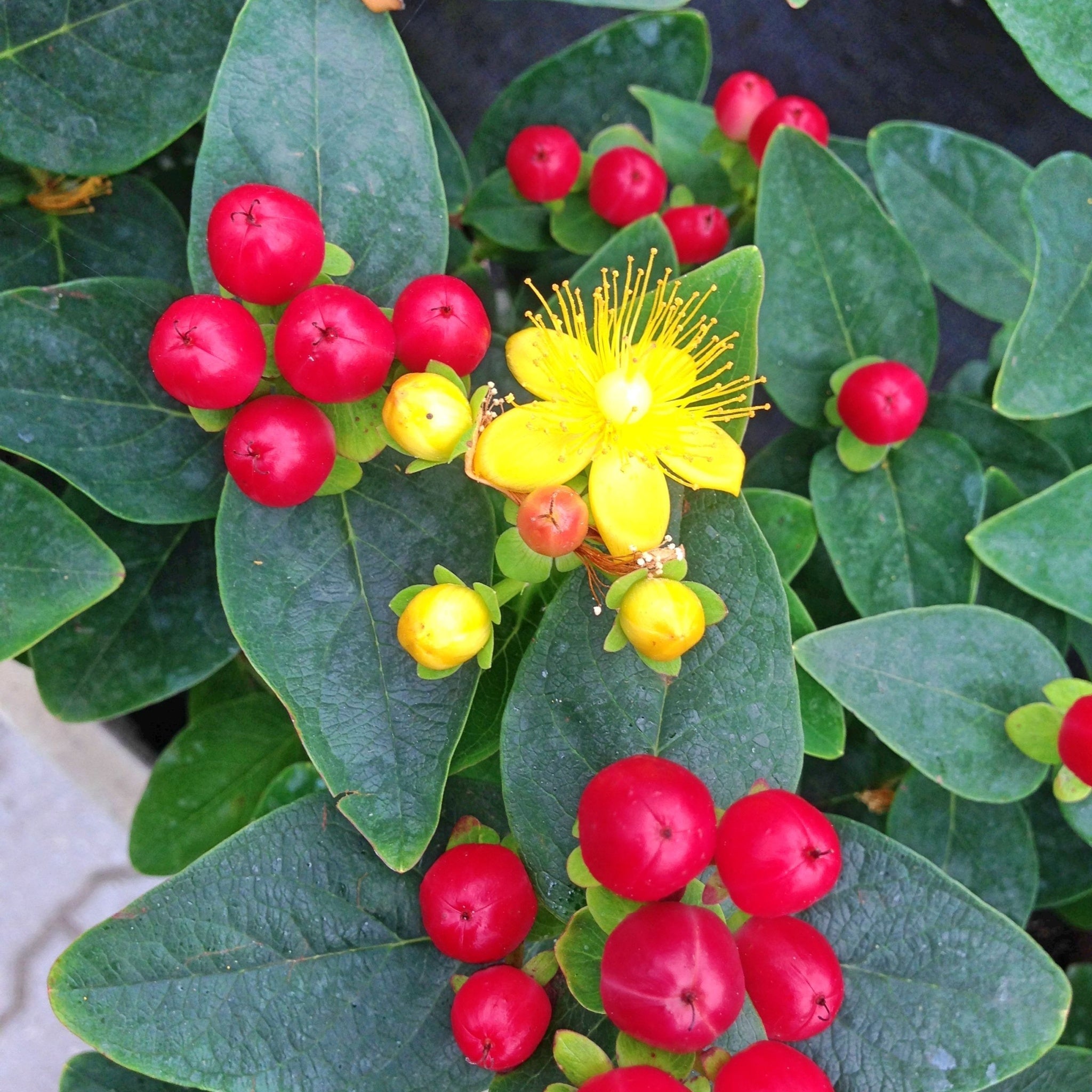 Hypericum 'Miracle Summer' 2L – Lincspplants