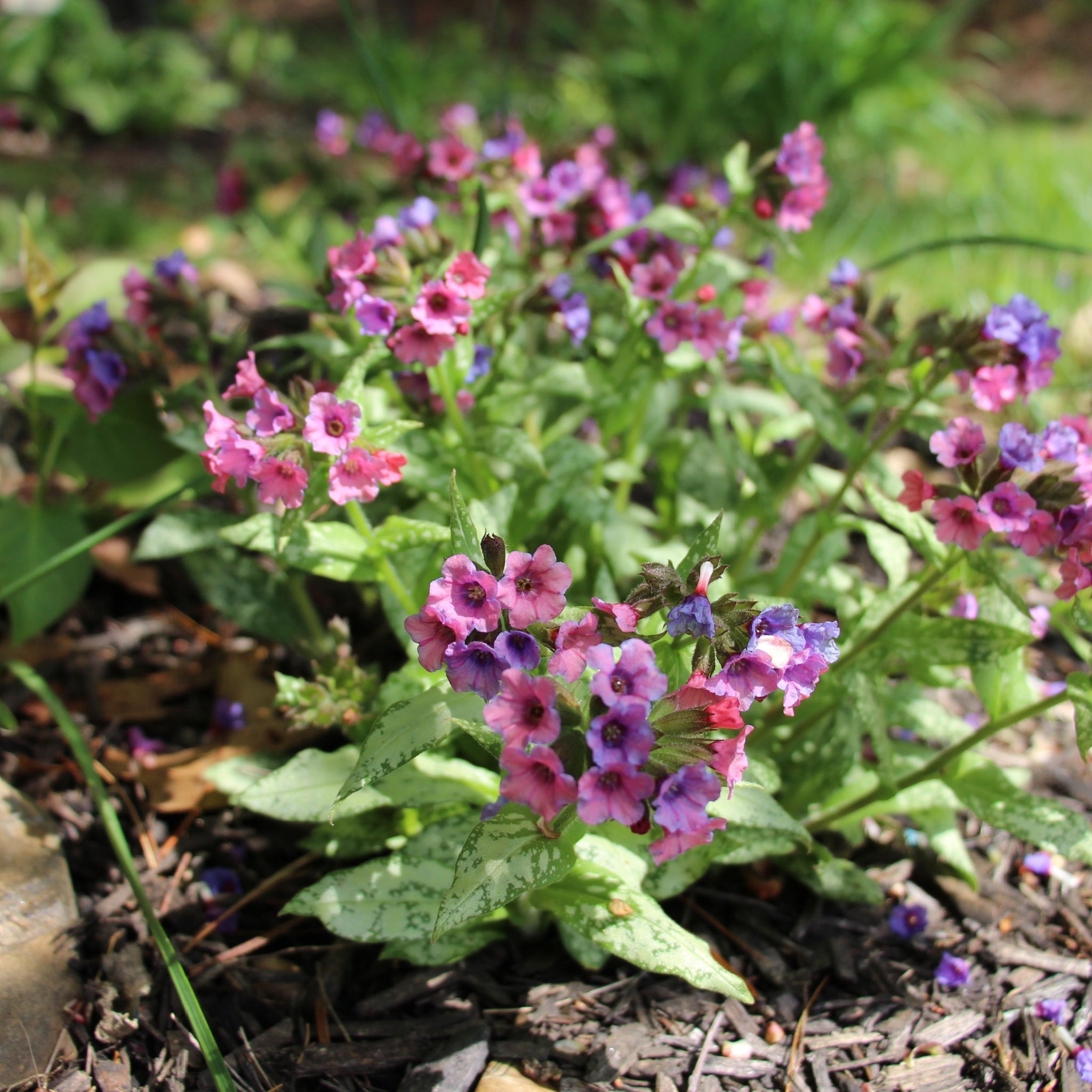 Pulmonaria 'Silver Bouquet' 9cm – Lincspplants