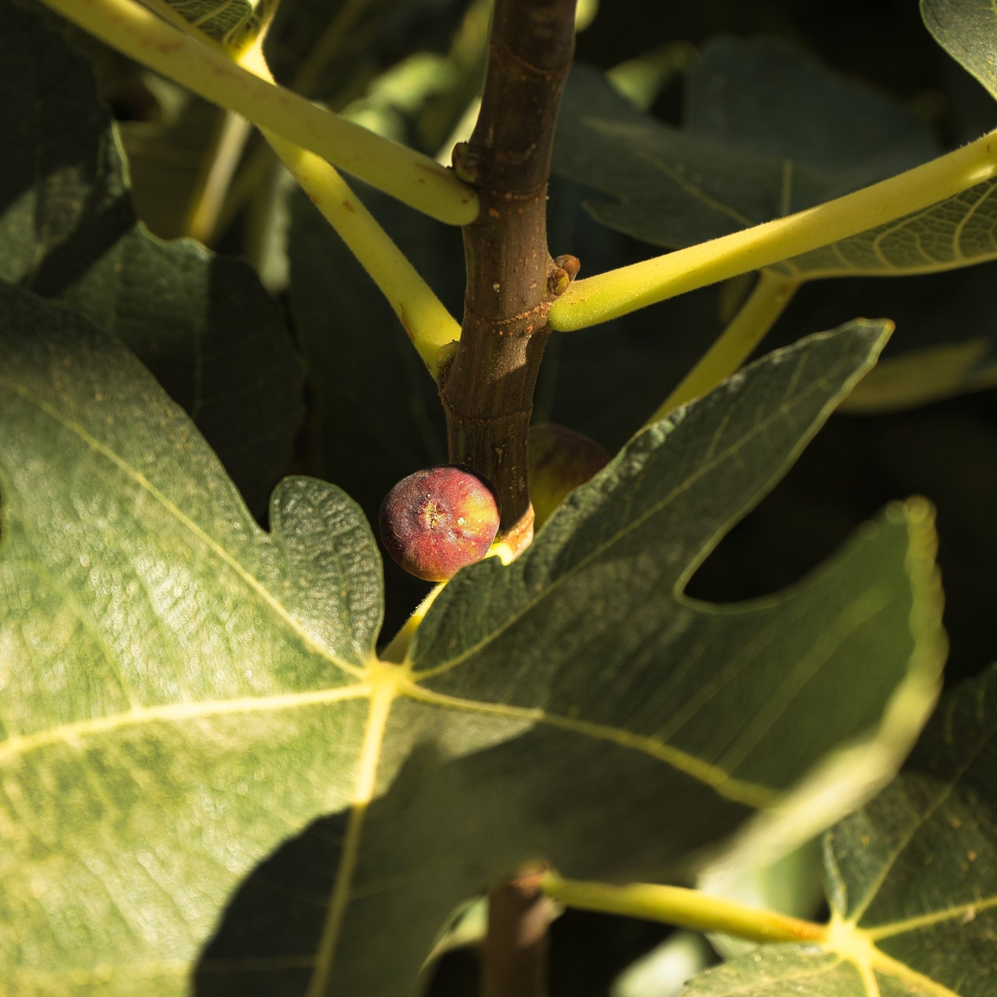 Ficus carica 'Little Miss Figgy' 2L – Lincspplants