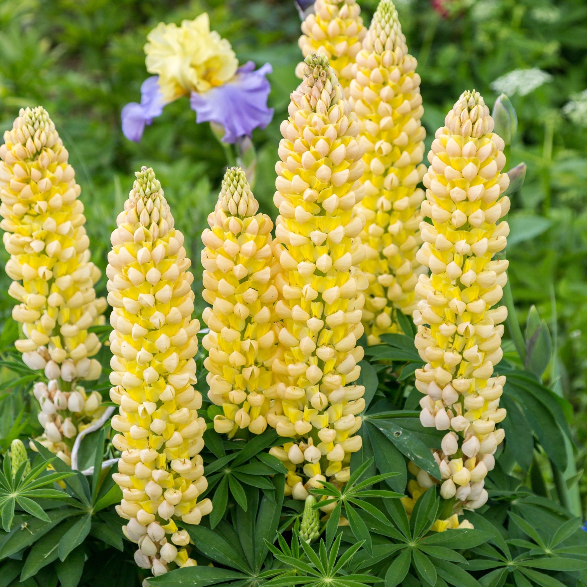 Lupin Legendary Yellow Shades 3L – Lincspplants