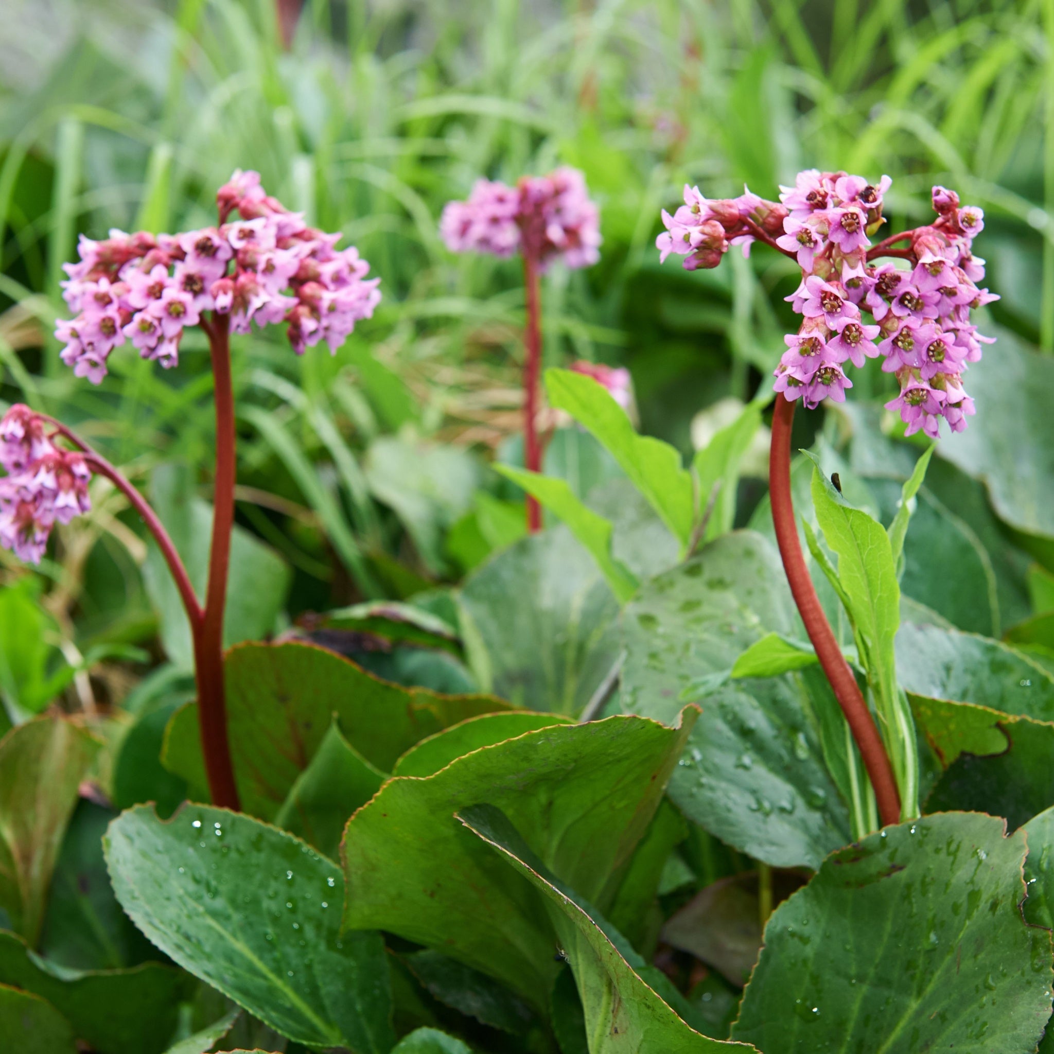Bergenia Vintage Rose 2L – Lincspplants