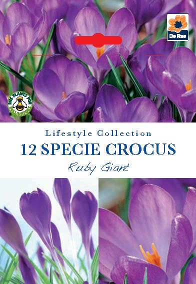 Specie Crocus 'Ruby Giant' (12 Bulbs) – Lincspplants
