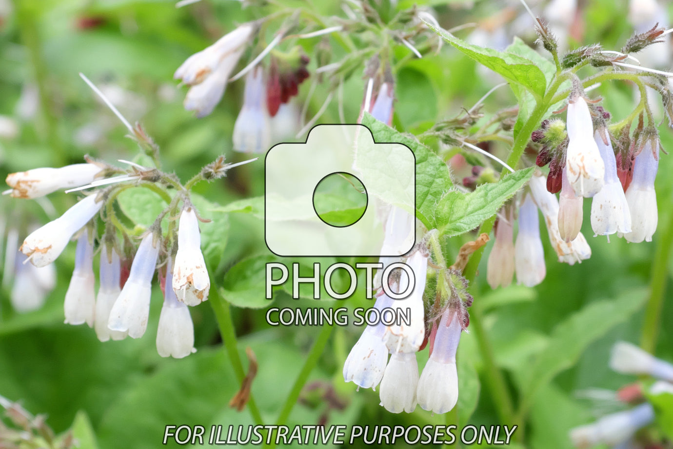 Symphytum grandiflorum 'Goldsmith' - 2026 – Lincspplants