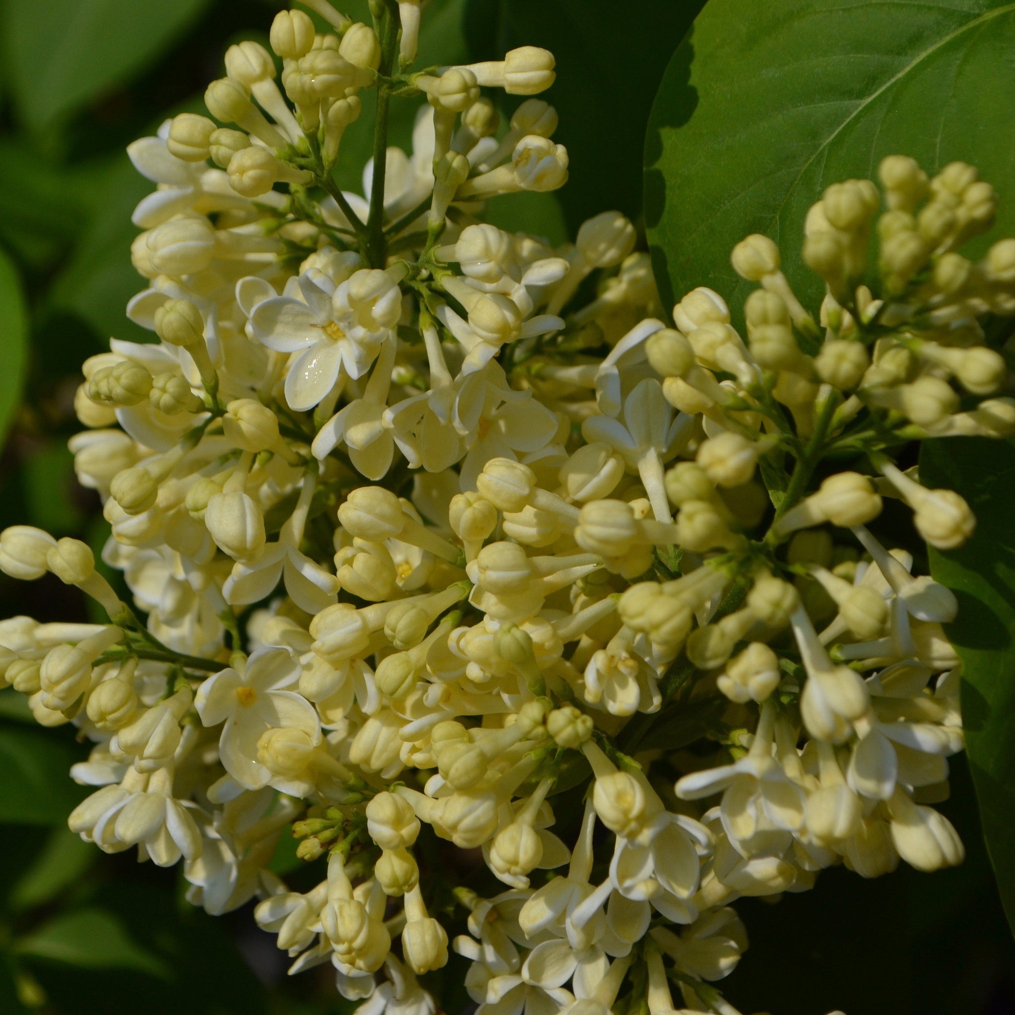 Syringa vulgaris 'Primrose' 3L – Lincspplants