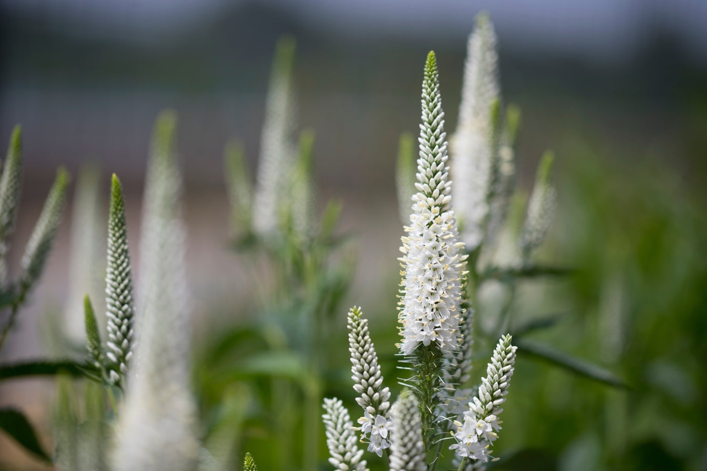 Veronica longifolia 'Alba' - 2026 – Lincspplants
