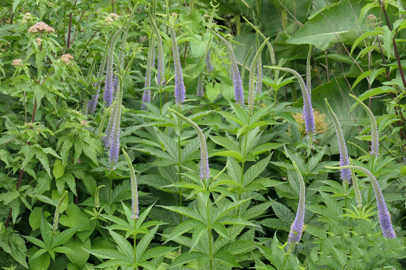 Veronicastrum virginicum 'Apollo' - 2026 – Lincspplants