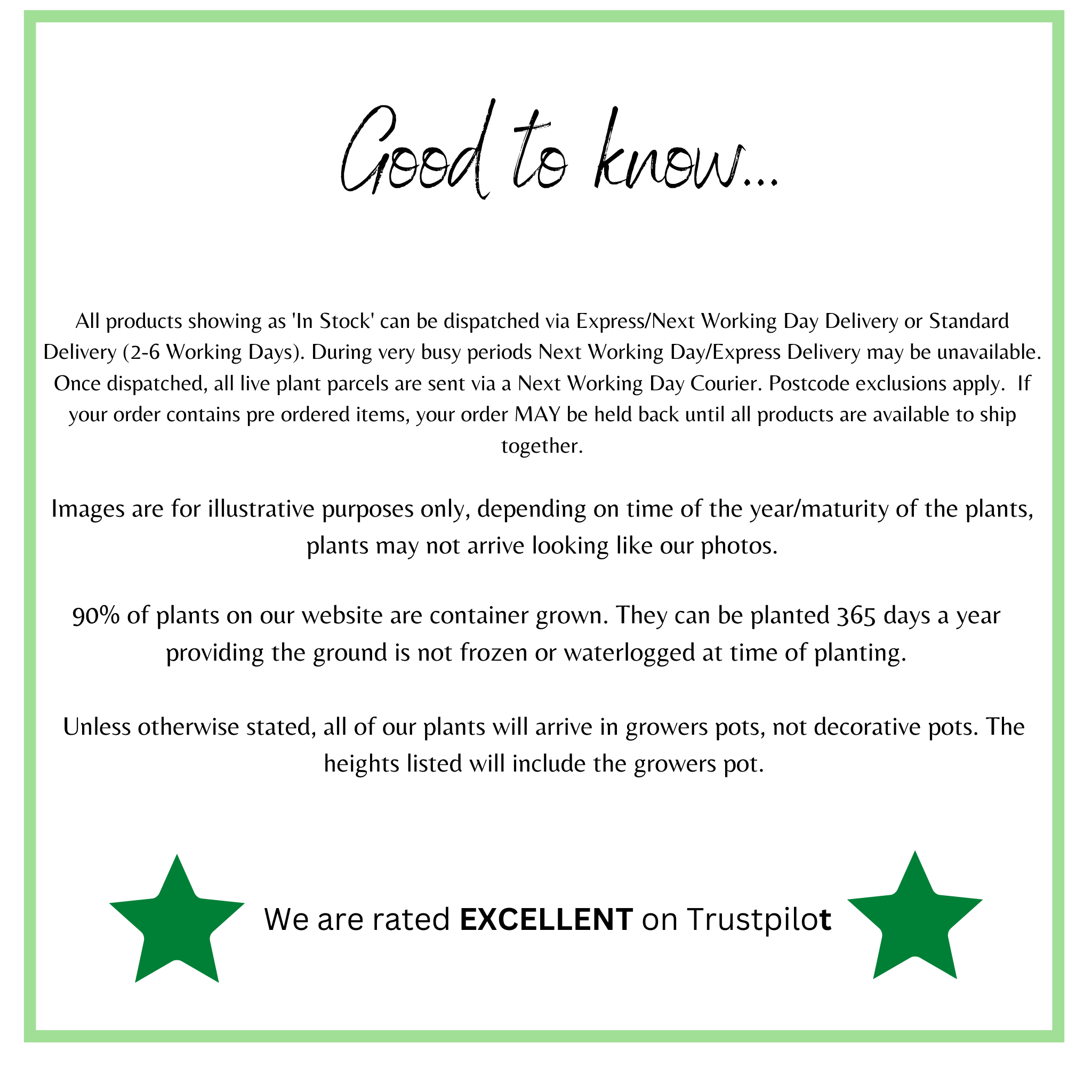 Muscari Blue Grape Hyacinths (20 Bulbs) – Lincspplants