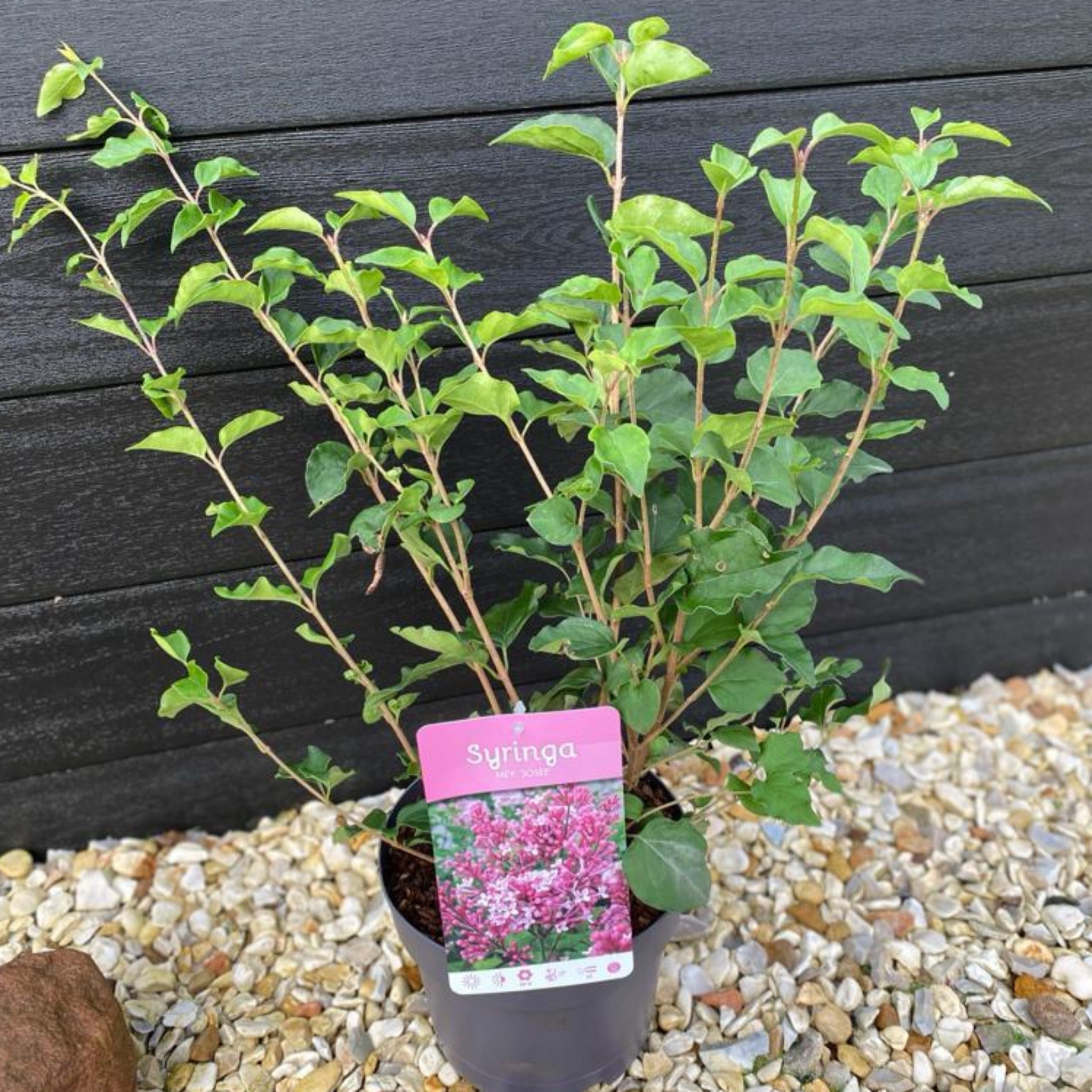 Syringa 'Josee' (Reblooming Lilac) 4L – Lincspplants