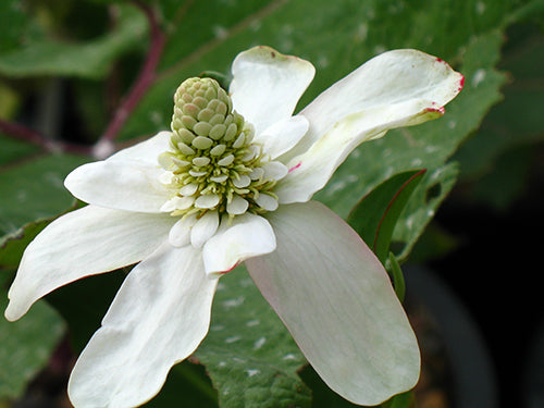 Anemopsis Californicum - Packs – Lincspplants