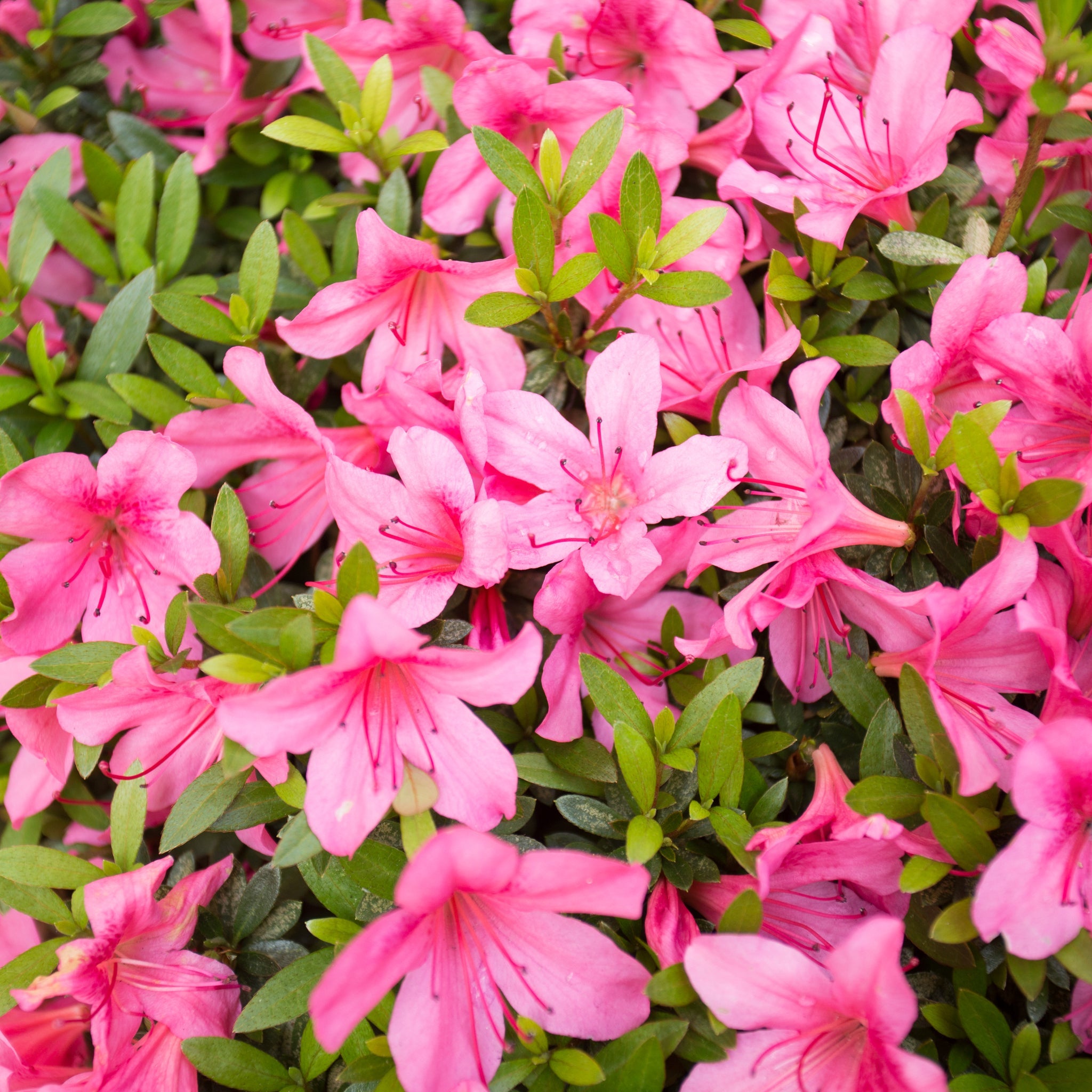 Azalea 'Madamme Van Hecke' 2/5L – Lincspplants