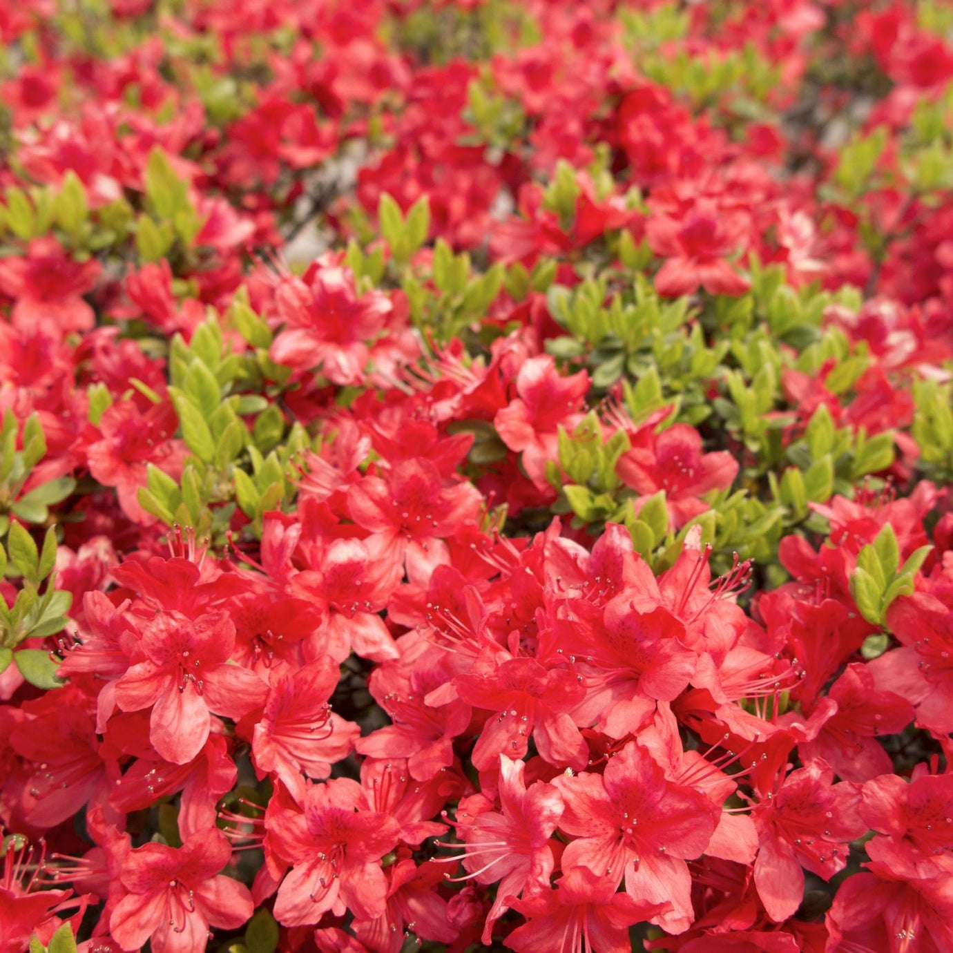 Azalea 'Geisha Red' 1/2L – Lincspplants