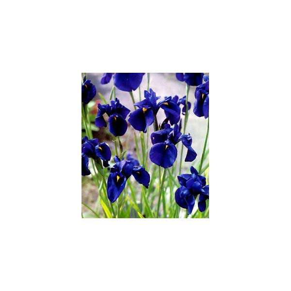 Iris Kaempferi 'Dark Blue' - Marginal Pond Plants - BP114 – Lincspplants