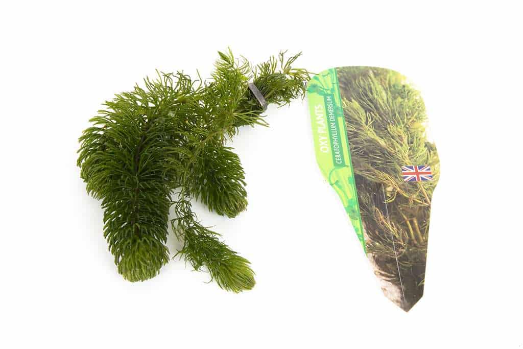 Ceratophyllum (Hornwort) - 1 - 50 Bunches / Oxygenating Pond Water Pla ...