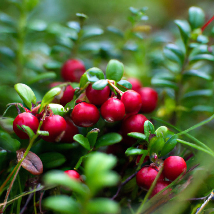 Cranberry – Lincspplants
