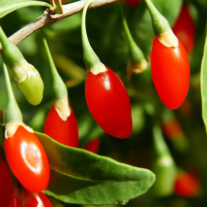 Goji Berry – Lincspplants