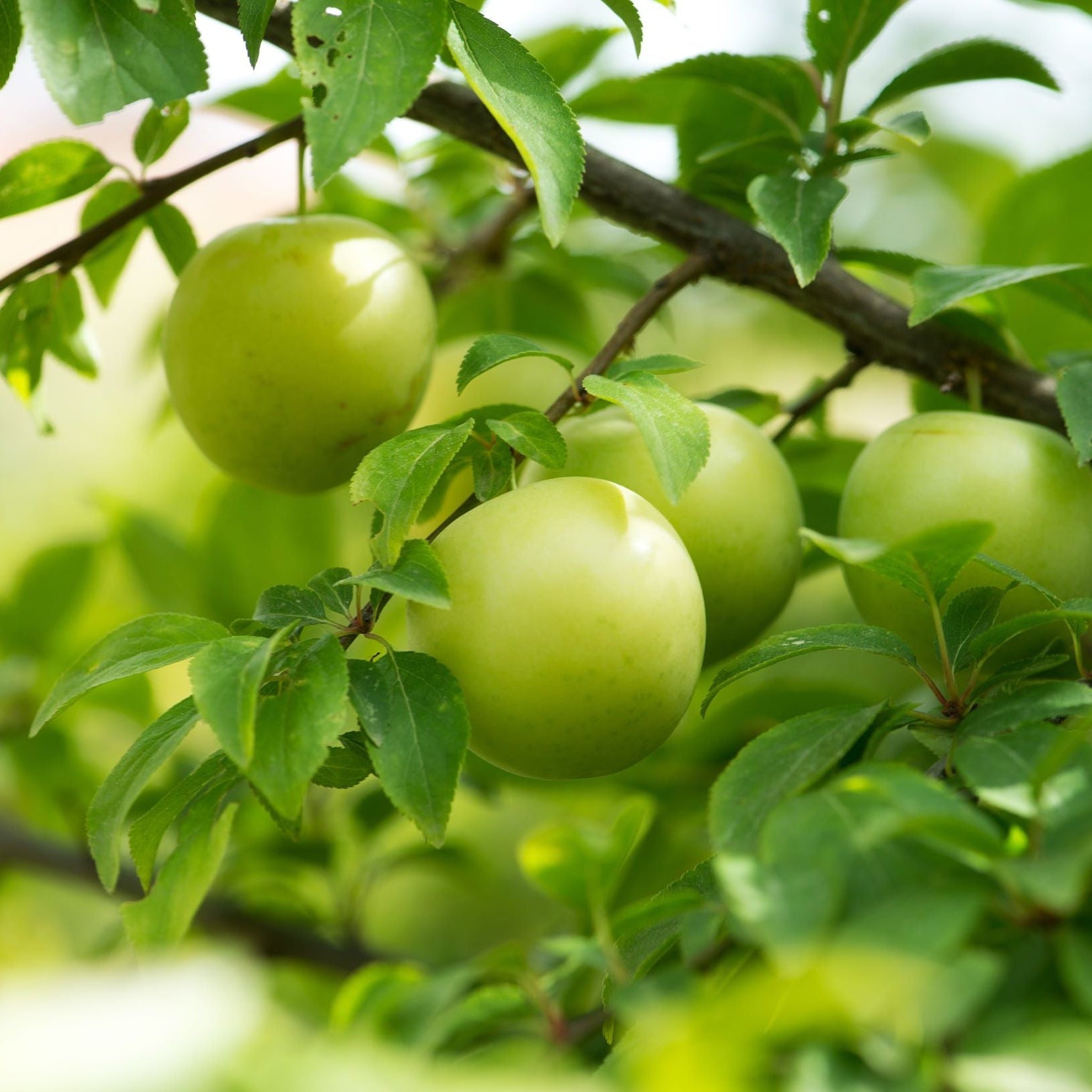 Dwarf/Patio Plum Tree 'Reine Claude D'Oullins' 1M – Lincspplants