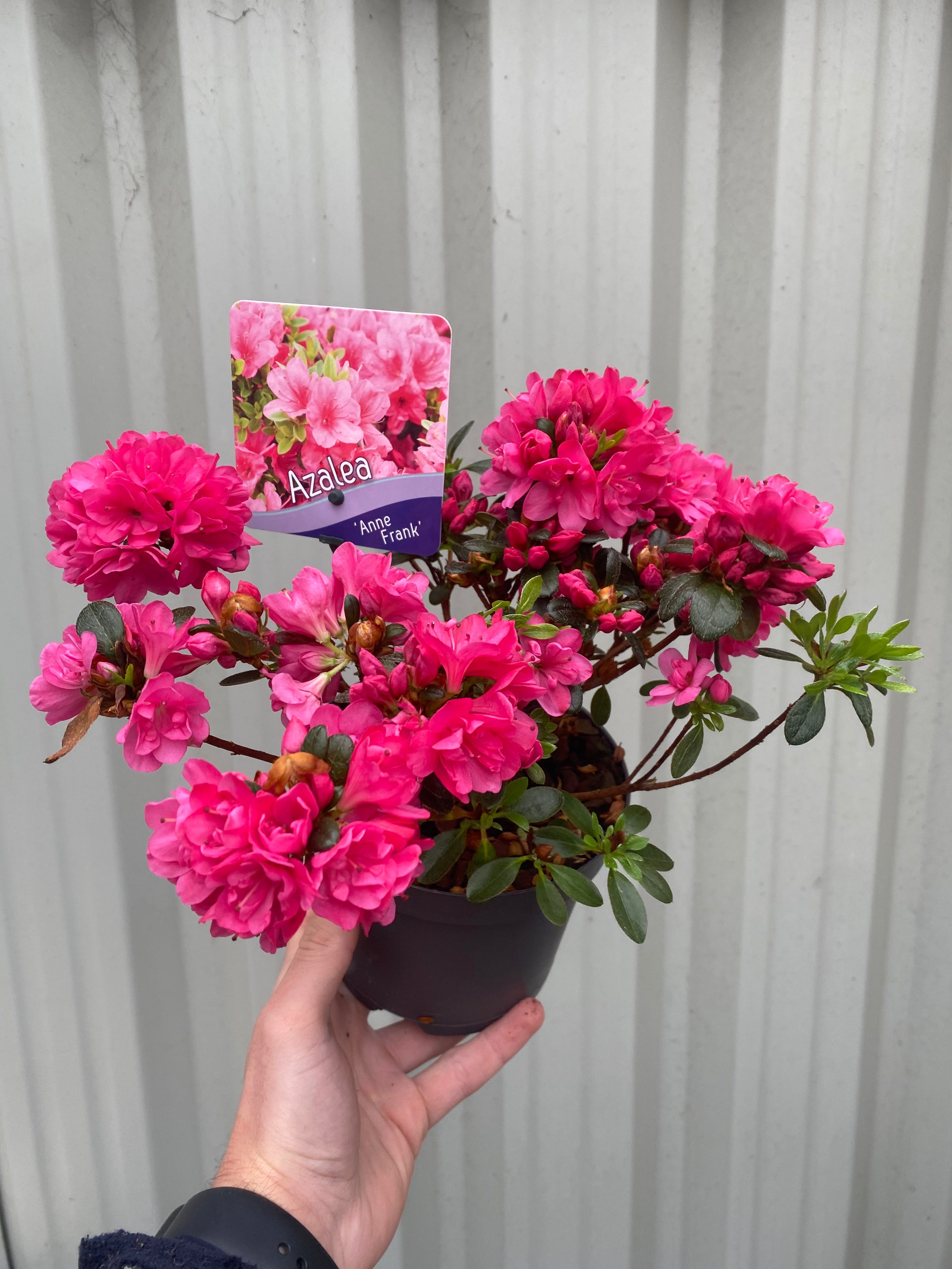 Azalea 'Anne Frank' 1L – Lincspplants
