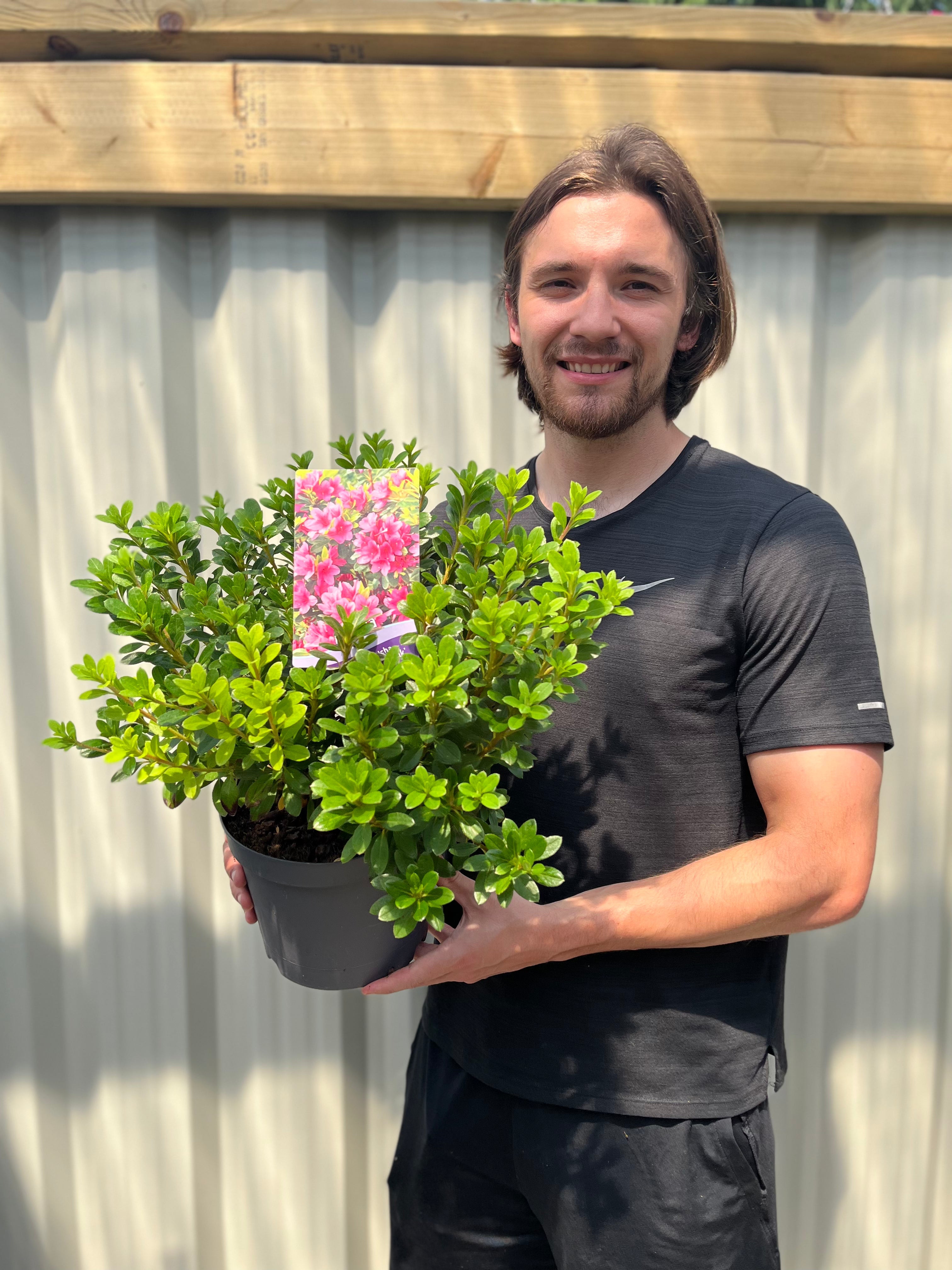 Azalea 'Geisha Pink' 3L – Lincspplants