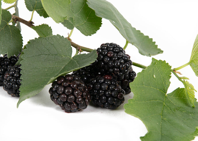 Mulberry Morus Mojo Berry (Dwarf) – Lincspplants