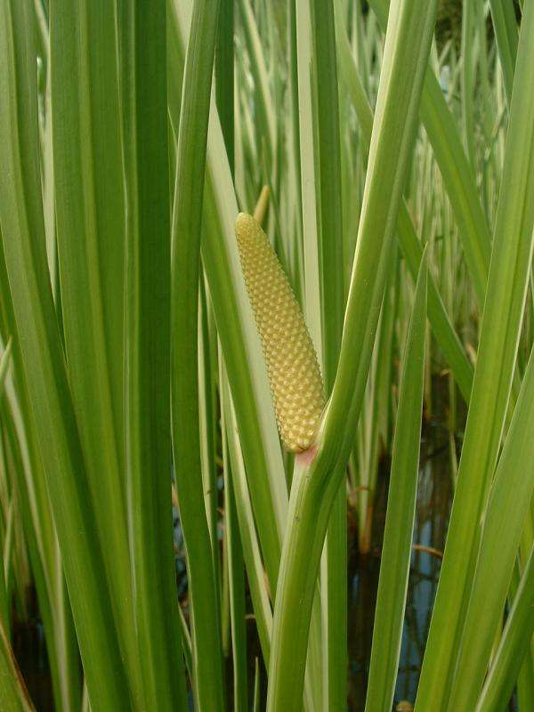 Acorus calamus (Sweet flag) - Marginal Pond Plants - MP001 – Lincspplants
