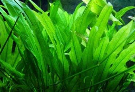 Echinodorus Amazonicus (Amazon Sword) - submerged - Aquarium Strands ...